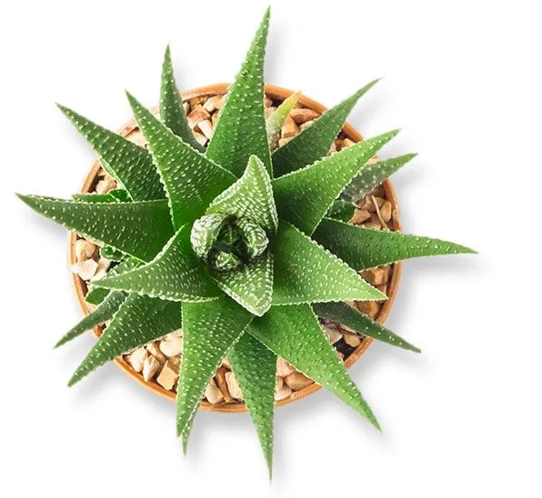 Dental Implants | Dentist in Longview, TX